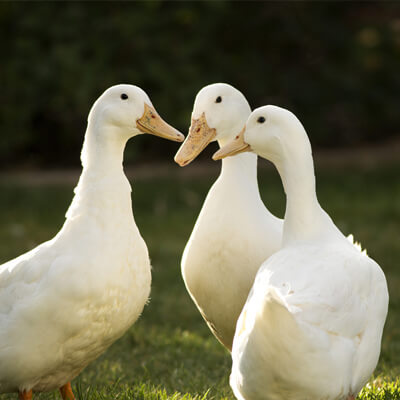 Finest Wholesale Duck Products - Northwest Meat Company
