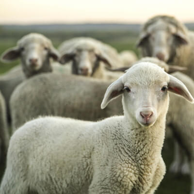 Domestic Lamb & Australian Lamb Products | Northwest Meat Company