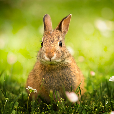 Wholesale Game ⋆ Northwest Meat Company