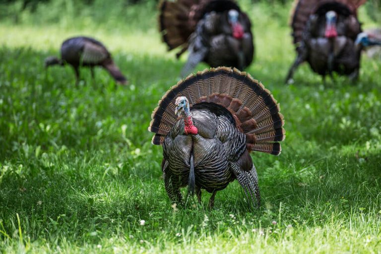 Turkey Gizzard - Northwest Meat Company